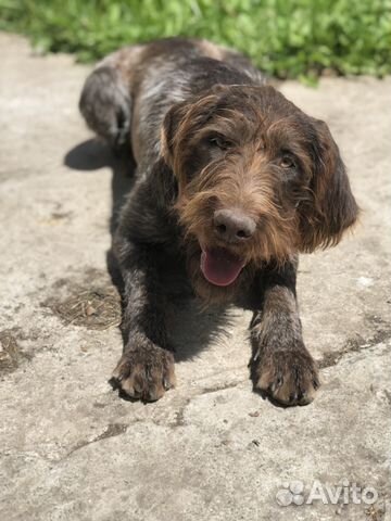 Сука Дратхаар 10 месяцев