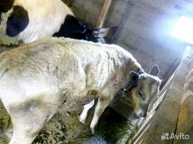 Продаются две коровы и один бычок