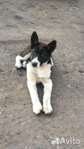 Красотке нужен дом