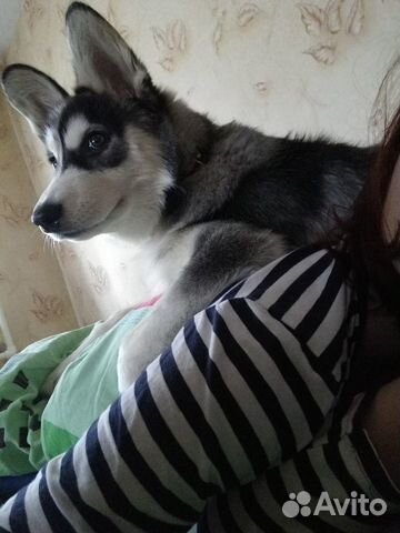 Щенок хаски, 7 месяцев