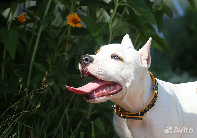 Мальчик амстафф 3 месяца - питомник