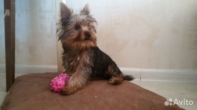 Йорчик красавчик