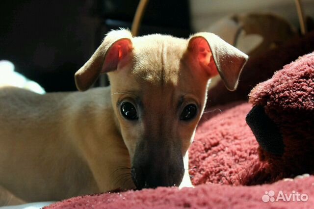 Левретка мальчик