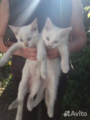 Котятя окраса турецкая ванская