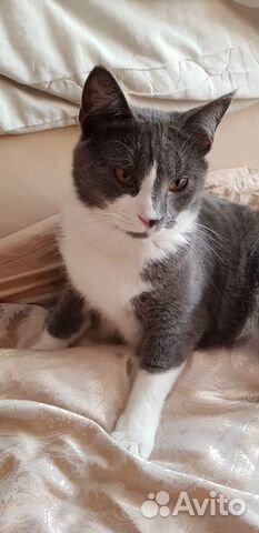 Марсель 9 мес в добрые руки