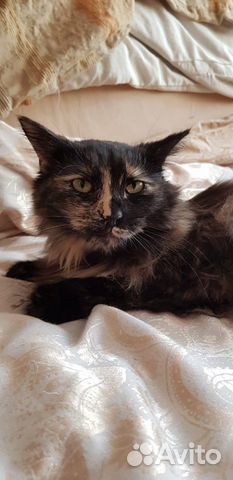 Трёхцветная кошка Черри 1,5 года в добрые руки
