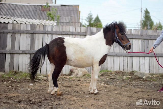 Продаются пони