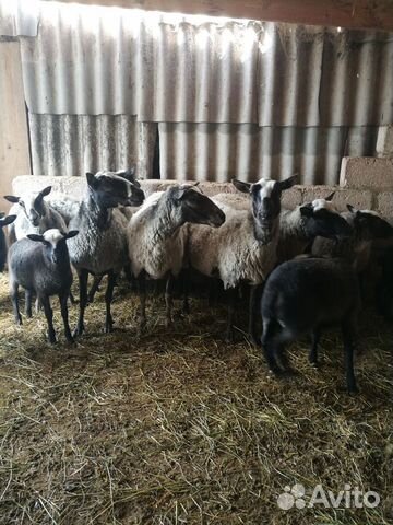 Романовские баранчики