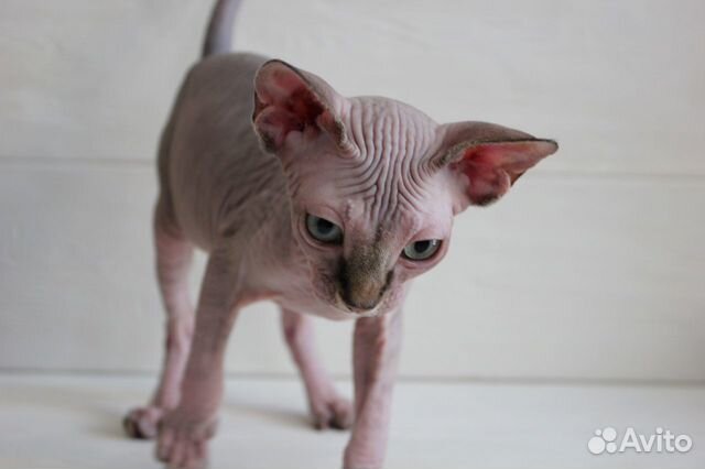 Нежный мальчик