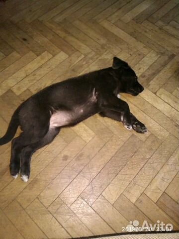 Отдам даром щенка помесь лабрадора и среднеазиатск