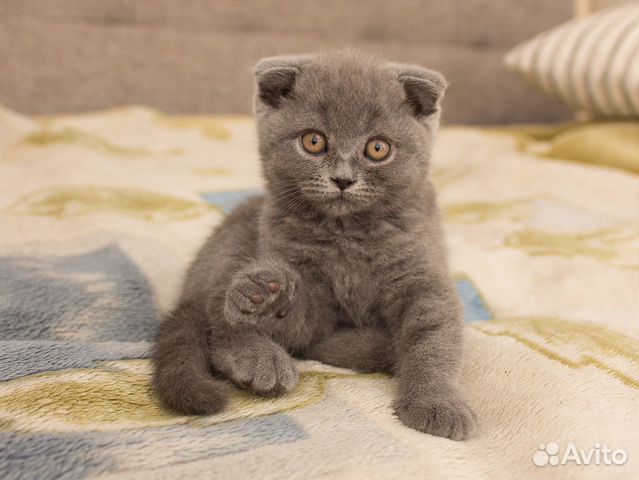 Котенок вислоушка