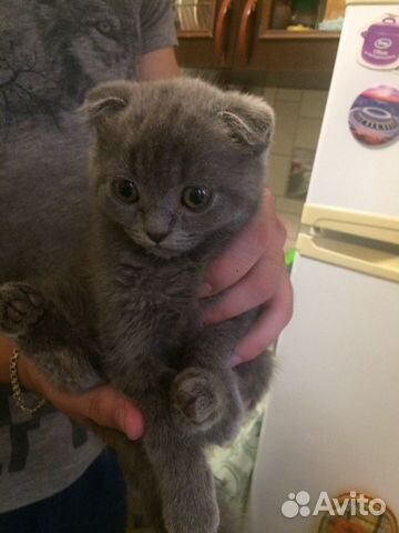 Шотландский скотишфолд