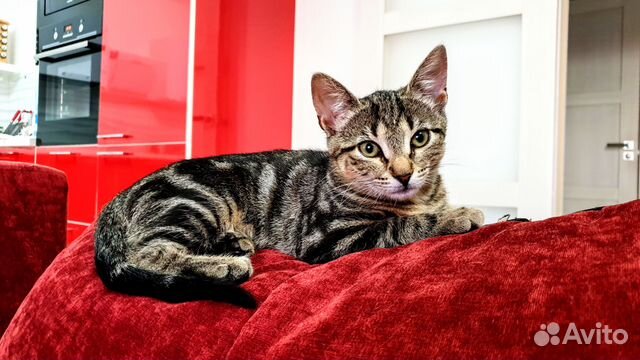 Котёнок Гоша объявляет конкурс на любящих хозяев