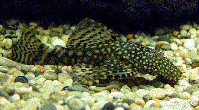 Улитки хелена,сом анциструс