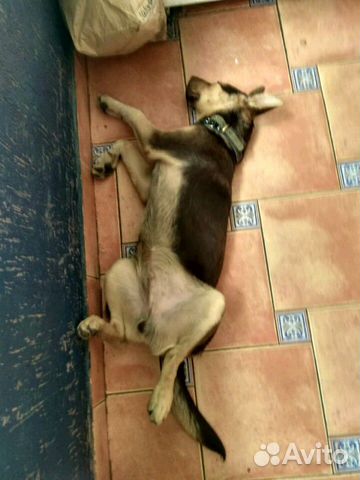 Кобелек помесь хаски и овчарки