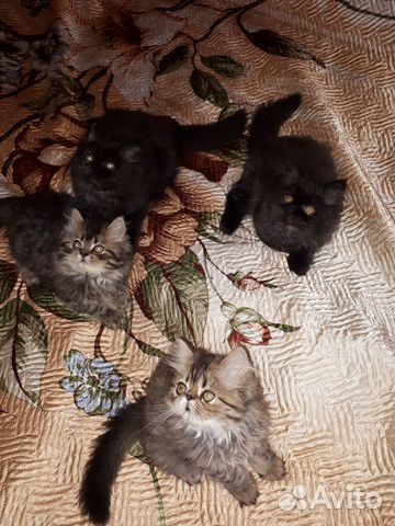 Персидские котята