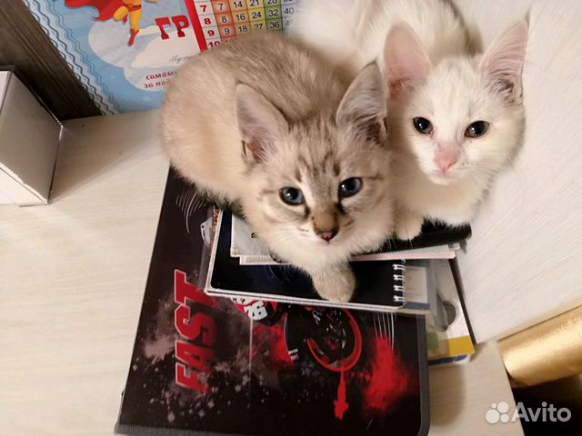 Умные котята в заботливые руки