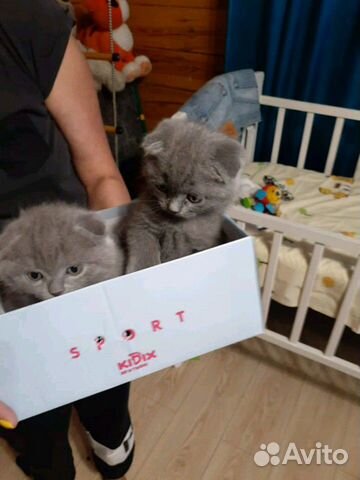 Вислоухие британские котятки