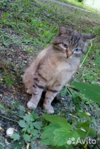 Синеглазик