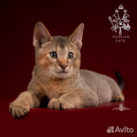 Котёнок Чаузи Ф2