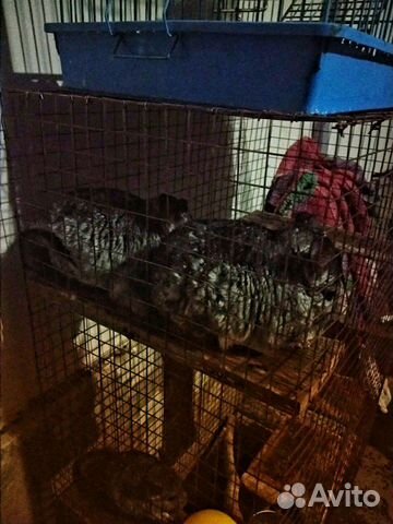 Шиншилла (семья)