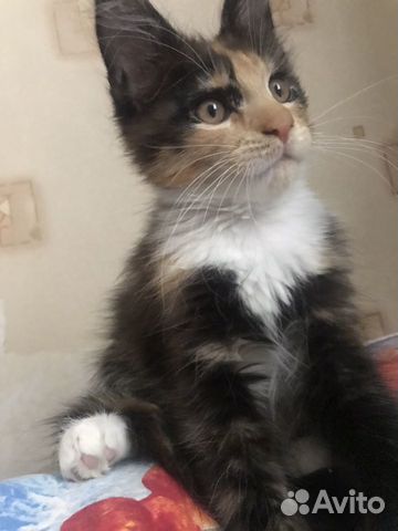 Котёнок мейн-кун