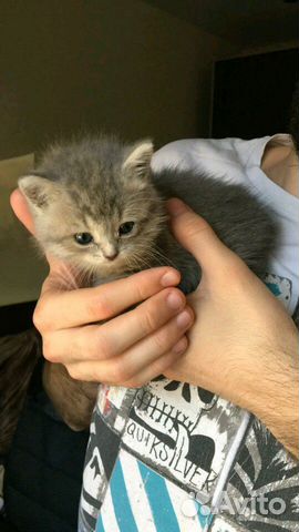 Милый котенок в самые добрые руки