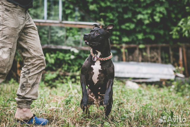 Питбуль в добрые руки