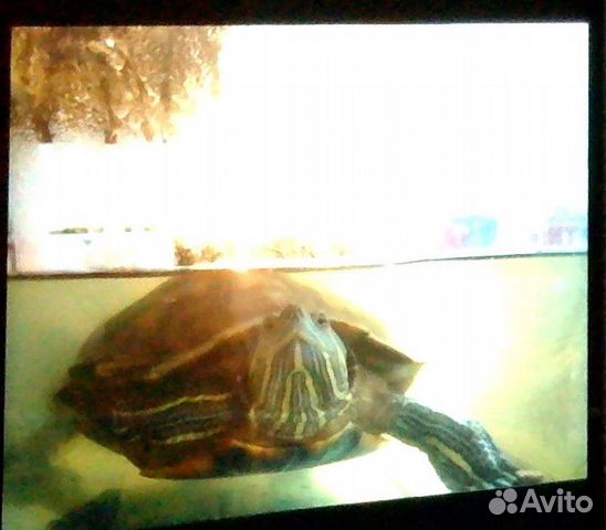 Отдам красноухую черепаху