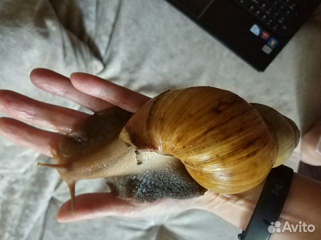 Улитки Ахатины