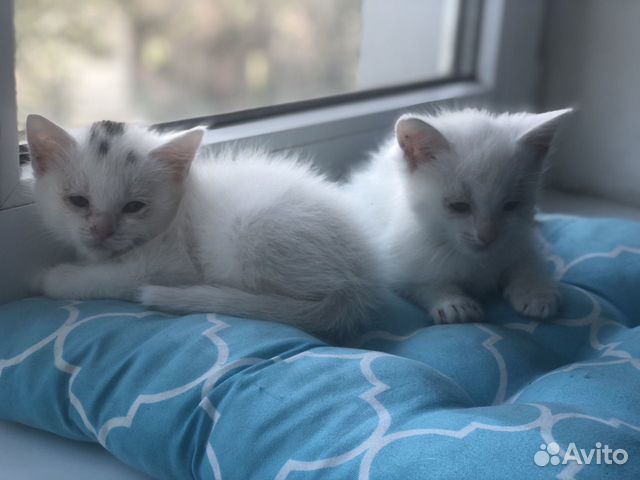 Отдам в добрые руки котят