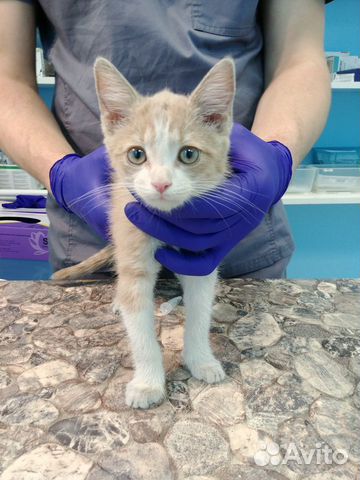 Милый котенок в добрые ручки