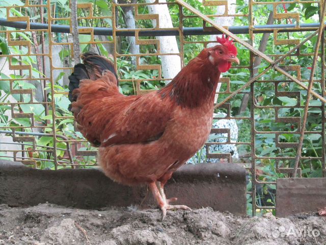 Наседка курица