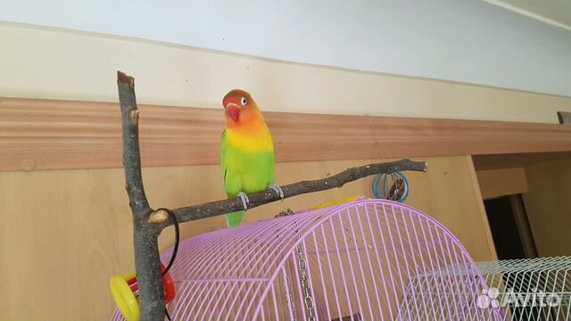 Попугай неразлучник