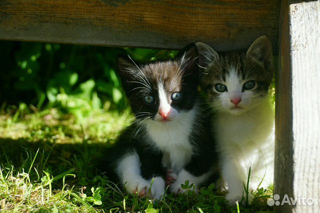 Котёнок