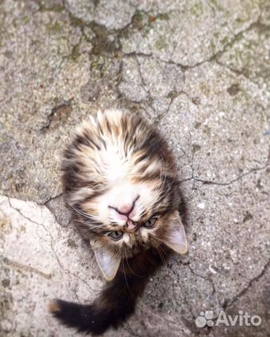 Отдам котят в хорошие руки