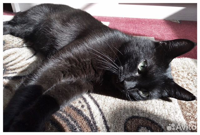 Чёрная Кошка