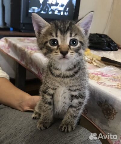 Маленький любопытный котенок