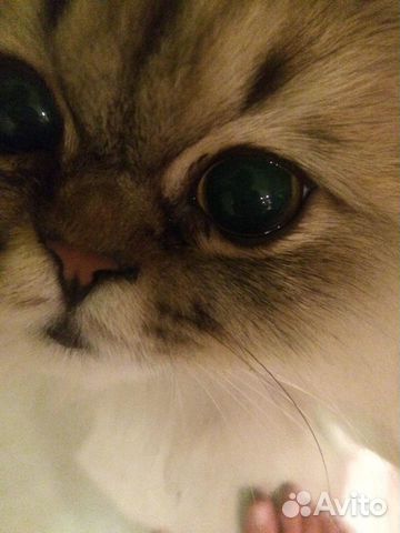 Персидская кошечка в дар
