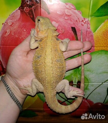 Морфный, яркий самец. Бородатая агама