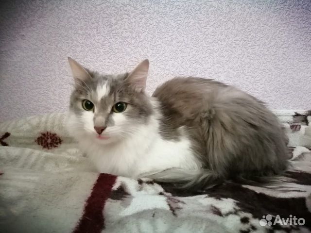 Котик в добрые руки