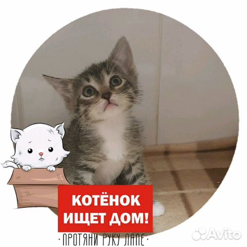 Котята в добрые руки