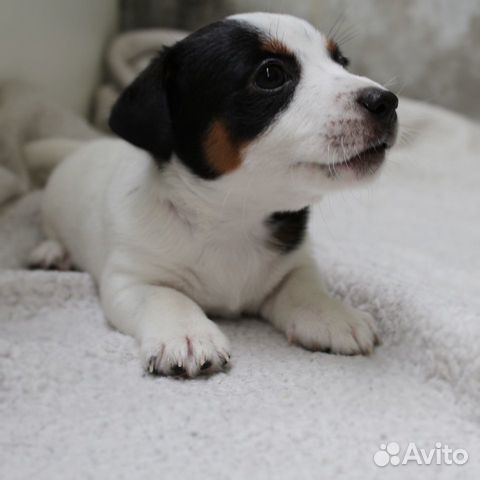 Клубный щенок мальчик Джек Рассел терьера