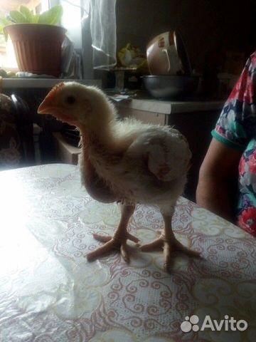 Бролерные цыплята