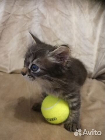 Симпатичная кошечка