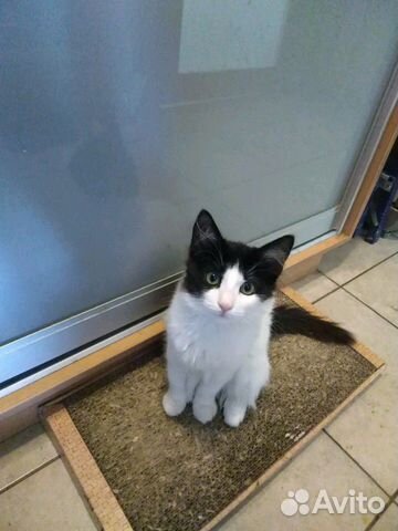 Фунтик ищет дом