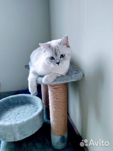 Кот породы шотландская вислоухая шиншилла