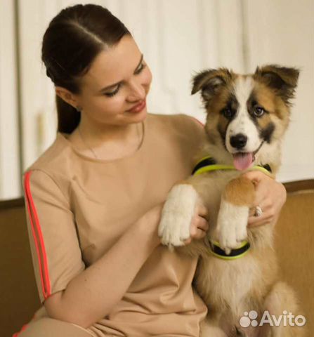 Щенок вундеркинд в дар