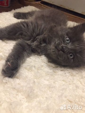 Котёнок Британец / персидский