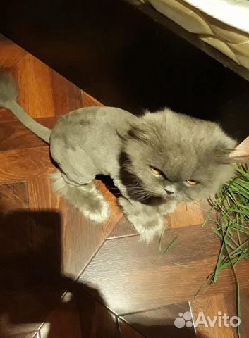 Породистый мальчик - ждет маму папу